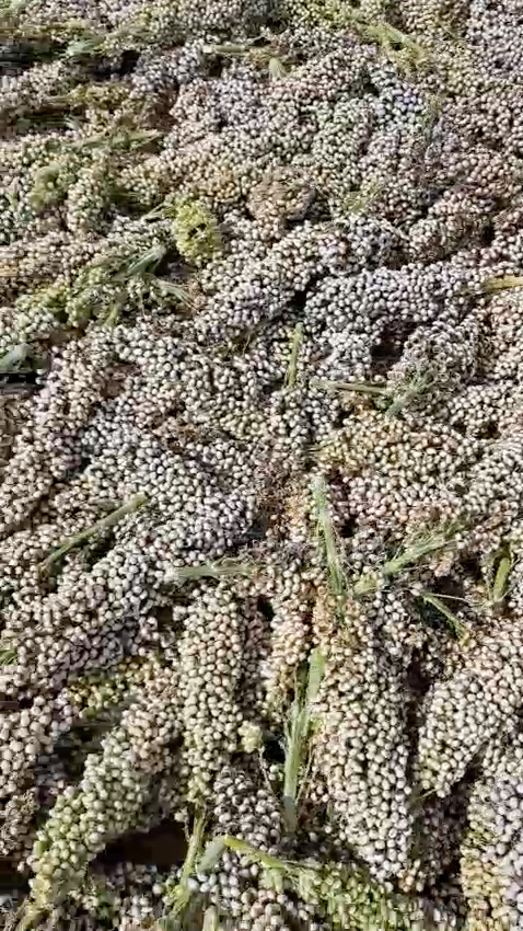 10. The Cultivation of Maishi Chikí (Sorghum) on the Curacao Plantation ...