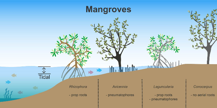 Wat zijn mangroven? - Altijd het laatste nieuws